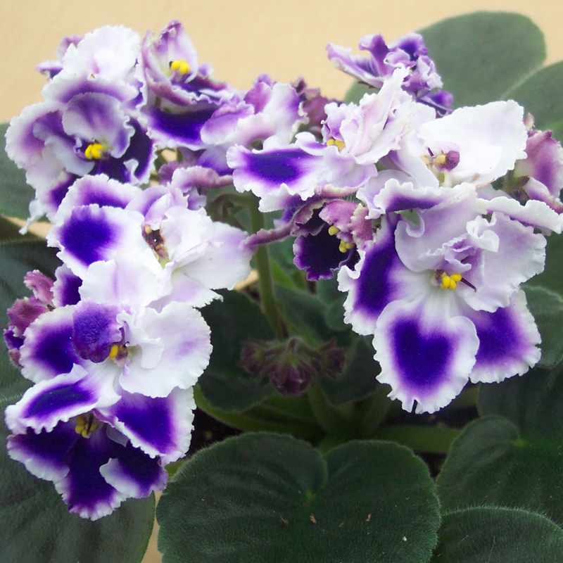 SILVER or WHITE EDGE VARIETIES