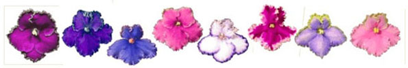 Optimara ID Guide: Award Winning African Violets