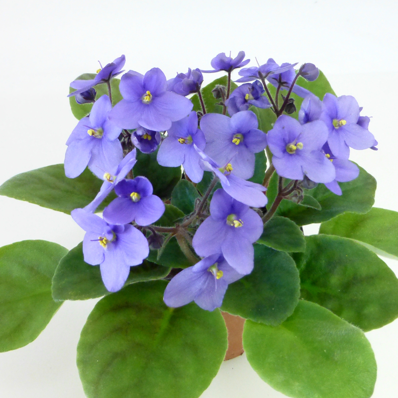 LIGHT BLUE VARIETIES