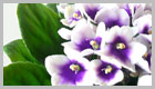 Optimara ID Guide: Award Winning African Violets