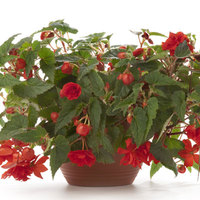 Waterfall Begonia