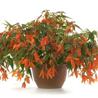 Waterfall Begonia